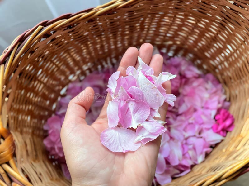 Human Hand Holding Cutted Rose Flower in the Hand Stock Image - Image ...