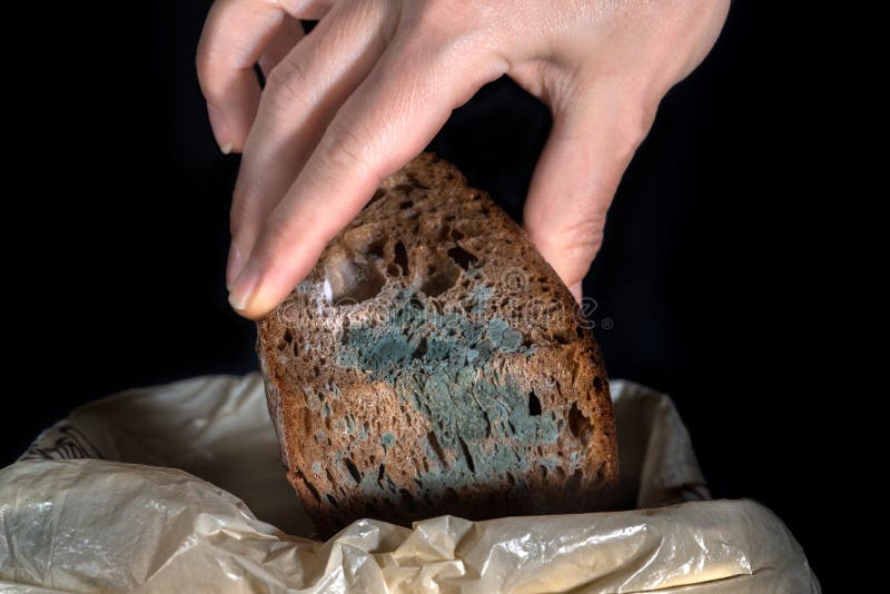 Human Hand Holding Drop Old Rye Bread Peace Spoiled Food Stock Image ...