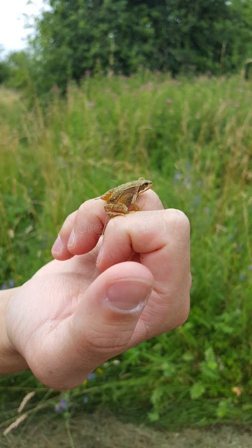 A Human Hand Holding a Frog Stock Image - Image of animals, green ...