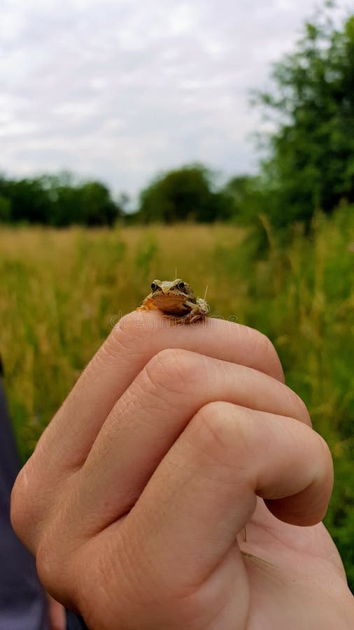 A Human Hand Holding a Frog Stock Image - Image of fauna, finger: 103226217