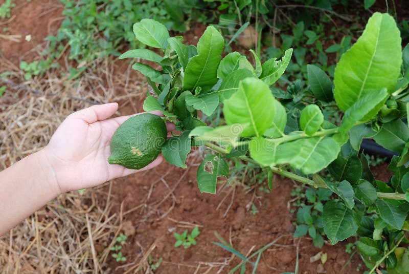 224 Human Hand Holding Green Lime Stock Photos - Free & Royalty-Free ...