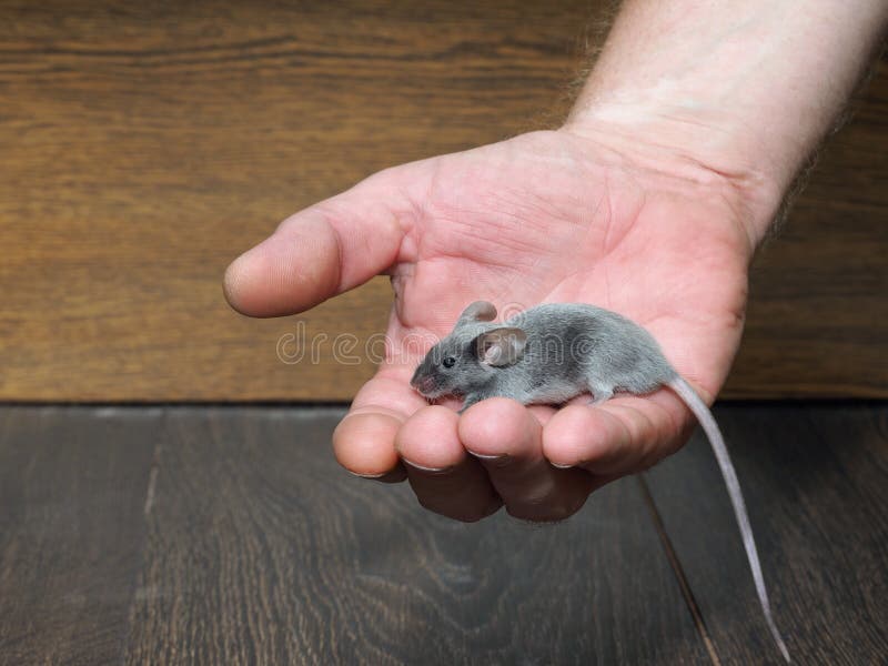 The Human Hand is Holding a Mouse Stock Photo - Image of furry, human ...