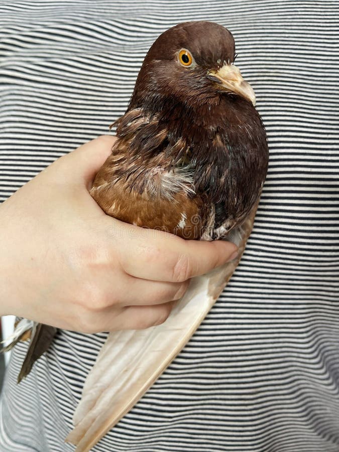 Human Hand Holding Pet Bird in Front Closeup Stock Image - Image of ...