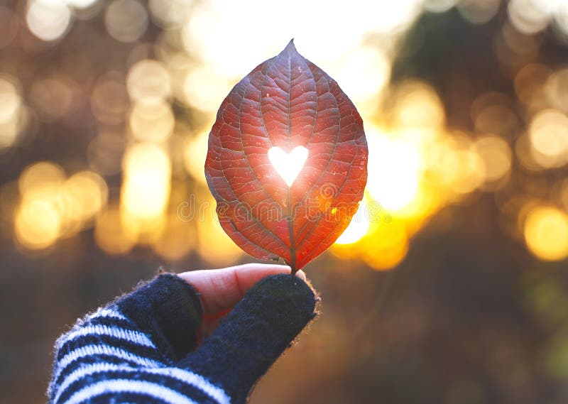 Human Hand Holding Red Leaf with Carved Heart with Light Shining through it Stock Photo - Image ...