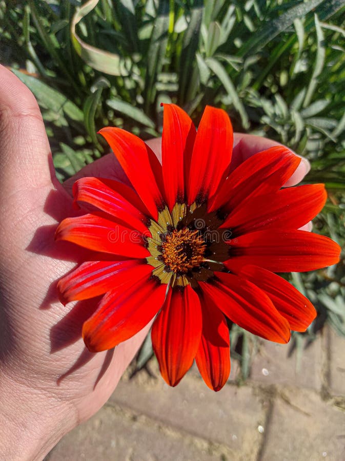 Human Hand Holding Red Rose Flower. Stock Image - Image of daisy, plant ...