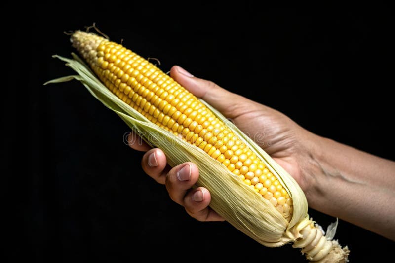 Human Hand Holding Ripe Corn on Black Background Stock Illustration ...