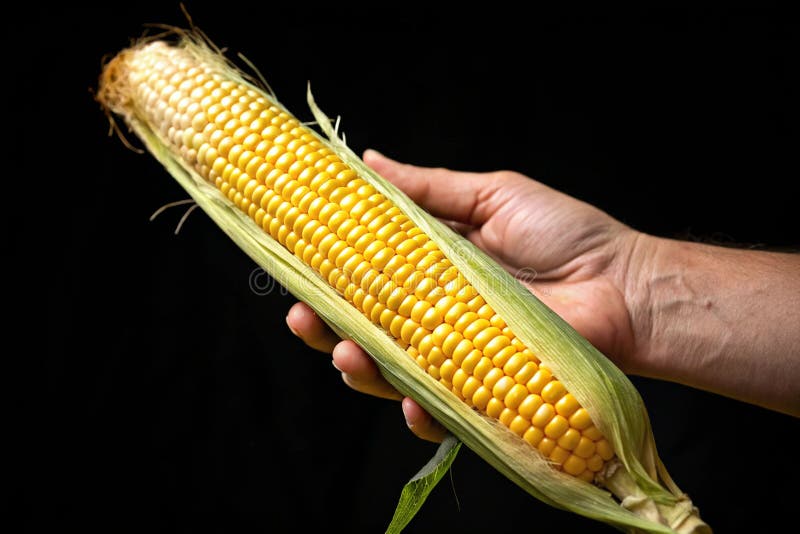 Human Hand Holding Ripe Corn on Black Background Stock Illustration ...