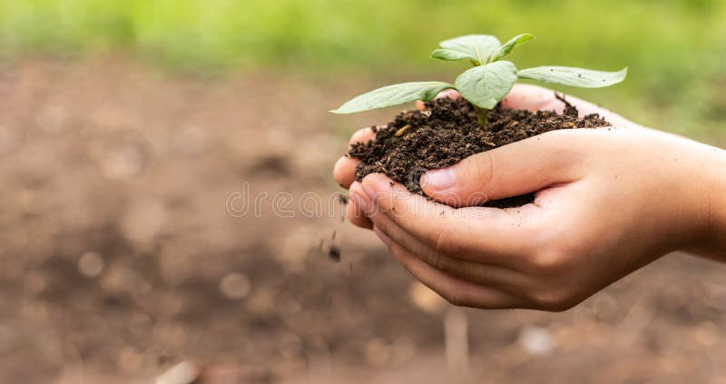Human Hand Holding Small Tree with Sunlight in Nature. Little Boy Hands ...