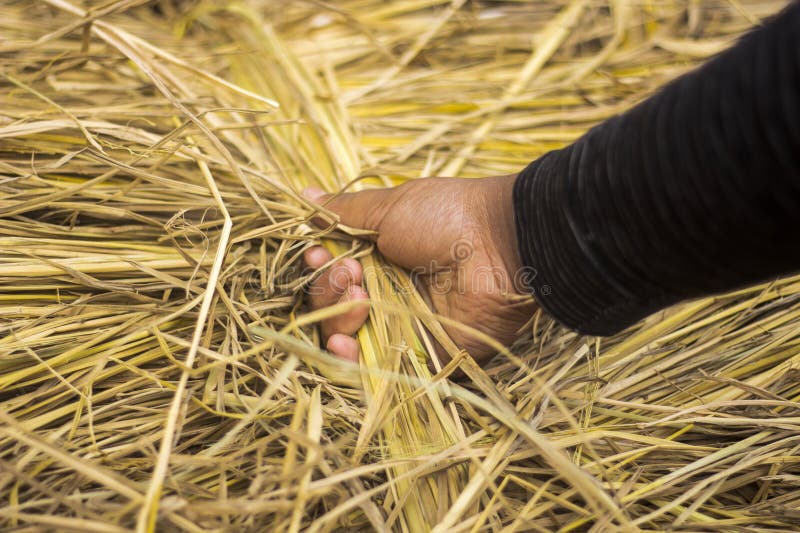 A Human Hand Holding Some Dry Straw Stock Photo - Image of people ...