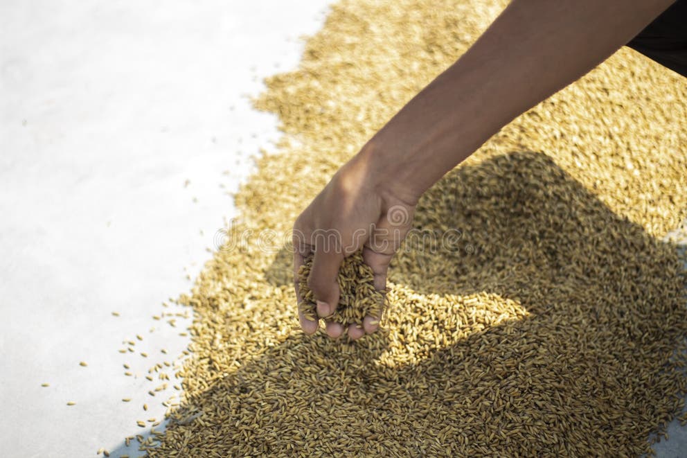 A Human Hand is Holding Some Paddy and the Background is Blurred Behind ...