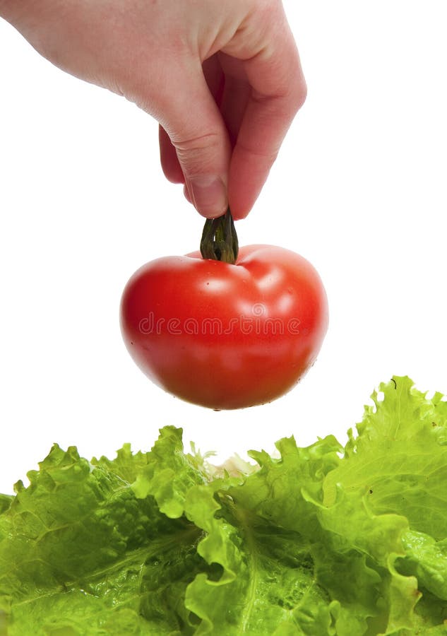 Human hand holding tomato stock photo. Image of organic - 13163070