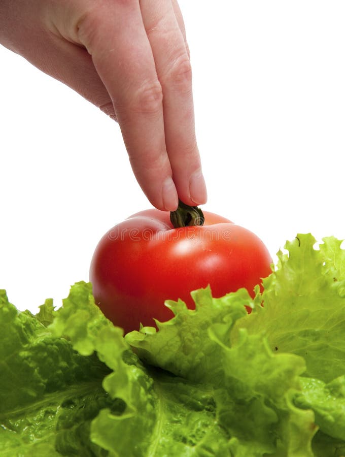 Human hand holding tomato stock photo. Image of holding - 13163080