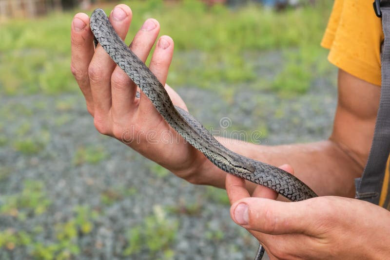 Human Hand Holding a Venomous Snake Stock Photo - Image of handling ...