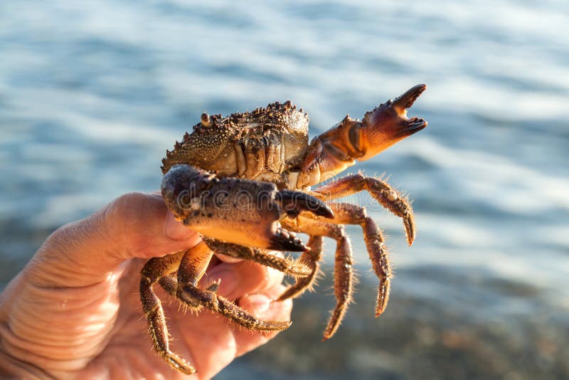 783 Human Crab Stock Photos - Free & Royalty-Free Stock Photos from ...