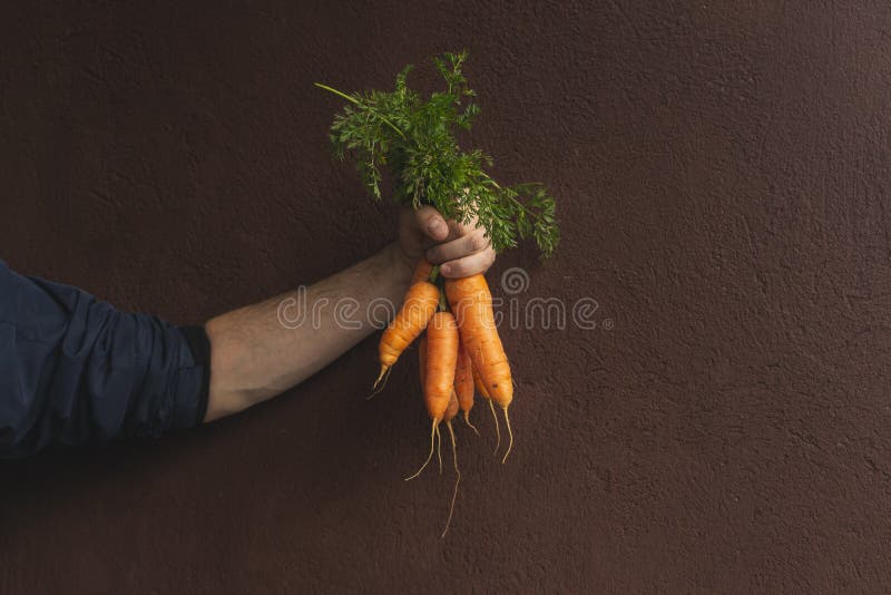 Human Hand Holds Freshly Picked Carrots Stock Photo - Image of ...