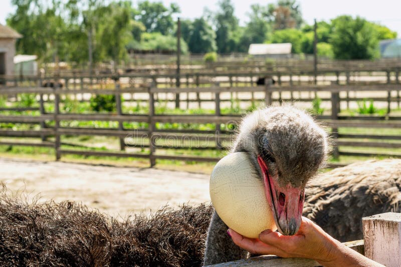 Human Hand Holds an Ostrich Egg. Ostrich Put His Head Down on Th Stock ...