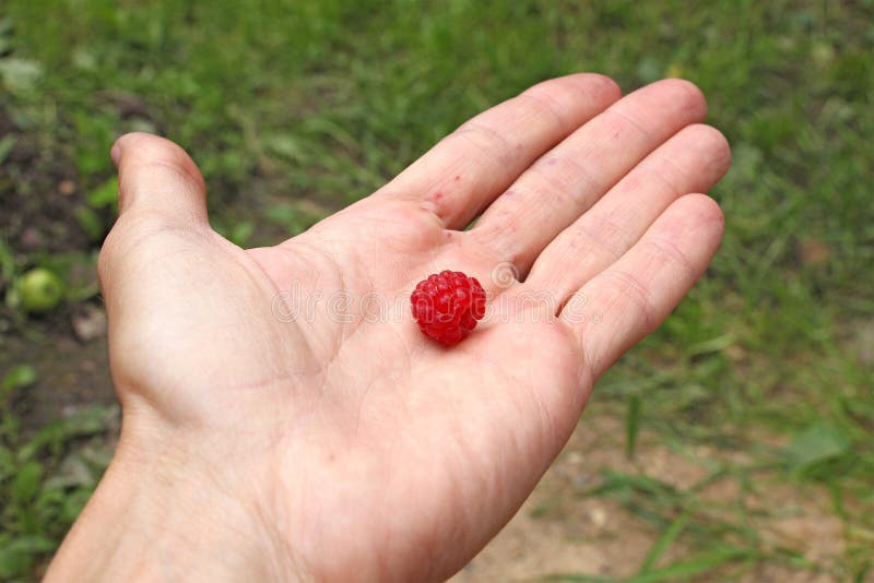 Human Hand Holds Single Raspberry Stock Photo - Image of medicine ...