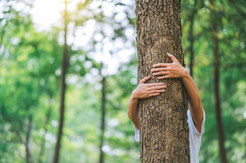 Human Hand Hug and Touching Tree in the Forest .people Protect from ...