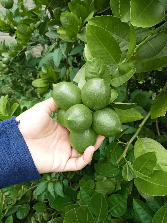 Human Hand and Lemon Lime Plant Stock Image - Image of herb, lime ...