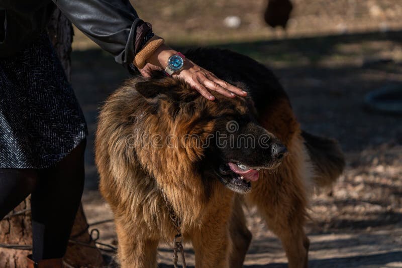 Human Hand Loving a Wolf Dog Stock Image - Image of love, person: 268667627