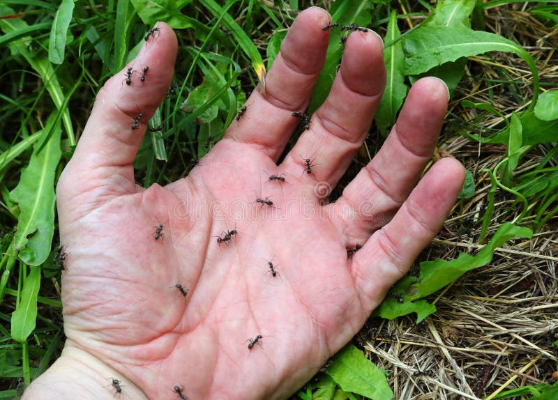 122 Ants Finger Stock Photos - Free & Royalty-Free Stock Photos from ...