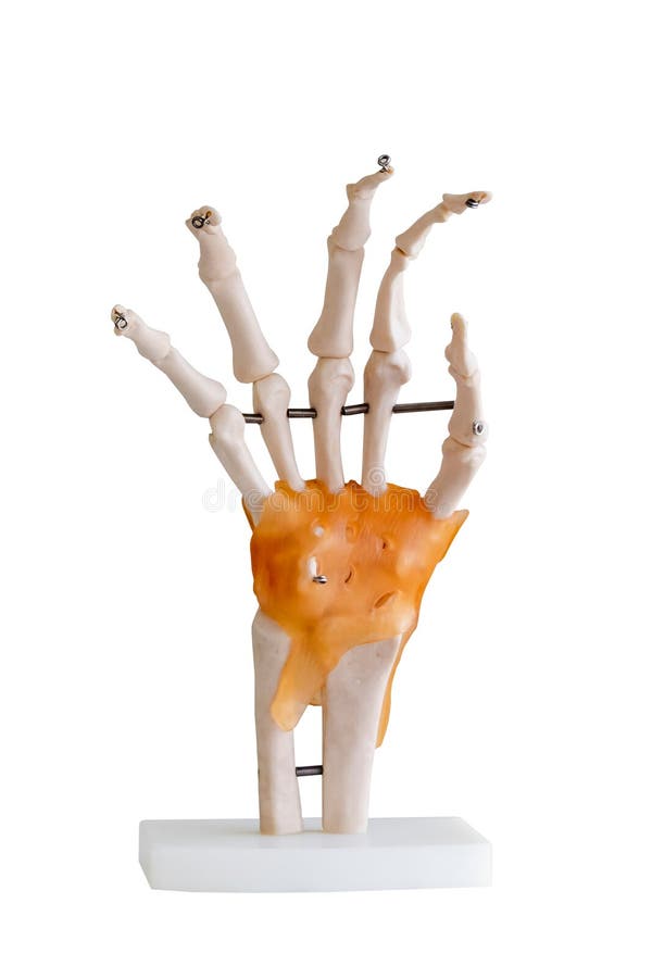 Human Hand and Bond Models for Teaching Knowledge Stock Image - Image ...