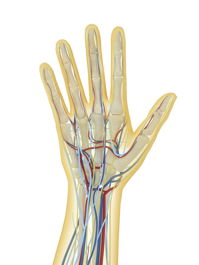 Human Hand with Nervous System, Lymphatic System and Circulatory System ...