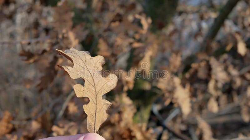 Human Hand with Oak Tree Leaf Stock Footage - Video of human, plant ...
