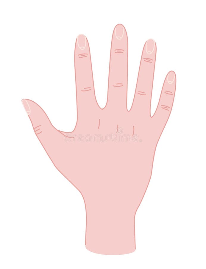 Human Hand Palm Gesture Vector Illustration Isolated on White ...