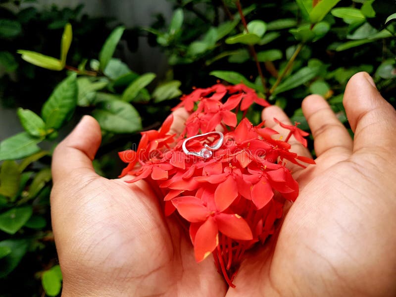 Human Hand with Red Chinese Ixora Flowers Stock Image - Image of ...
