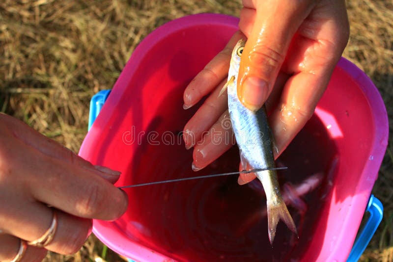 Human Hand Scales Fish of Common Bleak Stock Photo - Image of female ...
