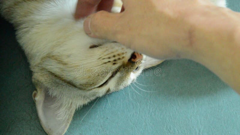 Hand Scratch and Stroke Chin and Head of a Tabby Cat Stock Footage ...