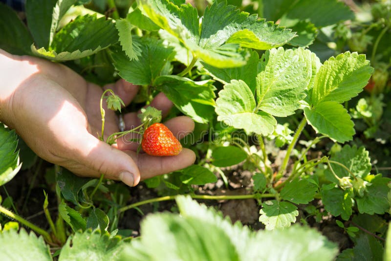 Human Hand Showing Strawberry. Stock Photo - Image of fruit, berry ...