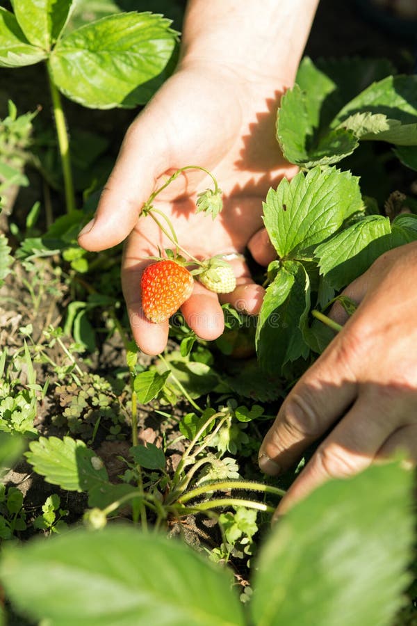 Human Hand Showing Strawberry. Stock Image - Image of fruit, hand: 71504315