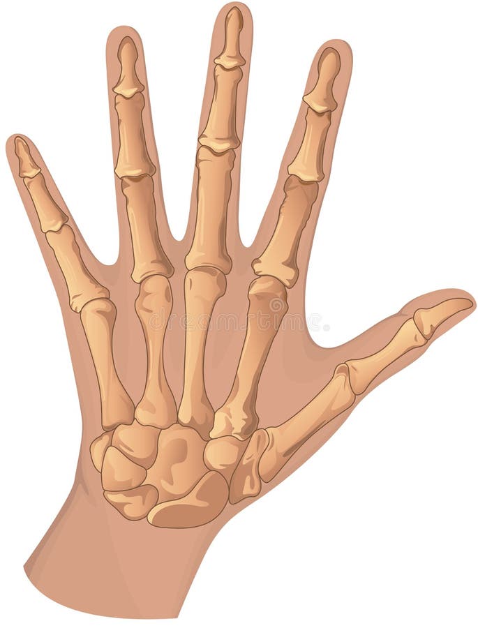 Human Hand Skeletal System Stock Photo - Image: 19282190