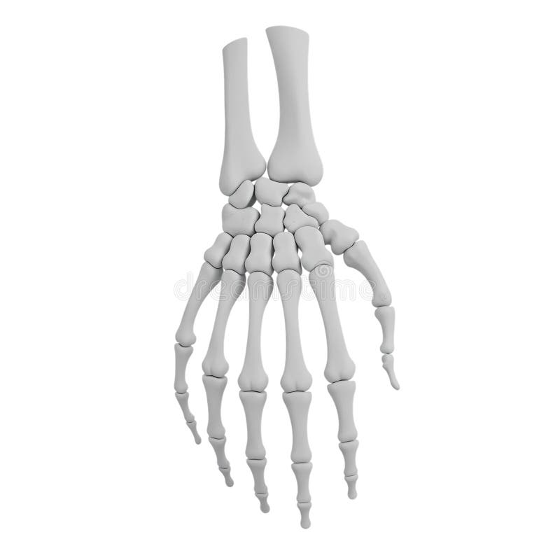 Human Hand Skeleton Anatomy Stock Illustration - Illustration of ...