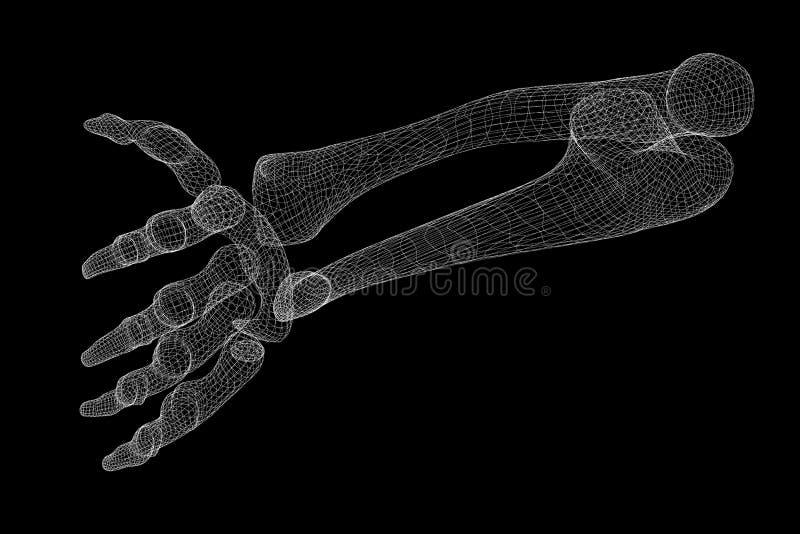 Human hand skeleton stock illustration. Illustration of bones - 66402736