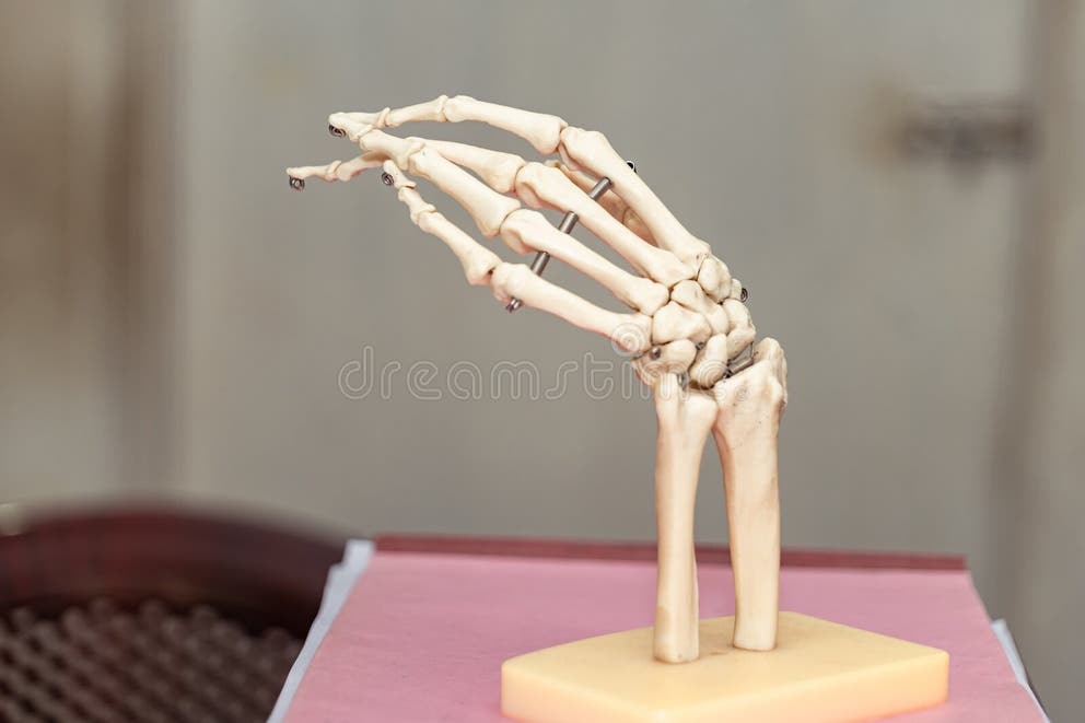 Human Hand Skeleton Model Life Size Articulated Stock Photo - Image of ...