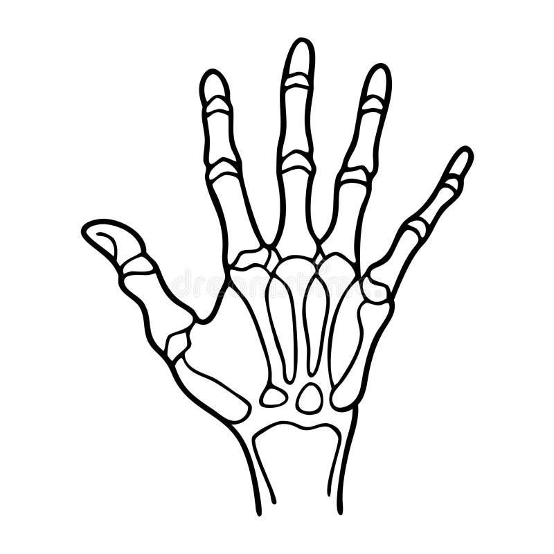 Human Hand Skeleton Outline Vector for Medical Educational Uses Stock ...