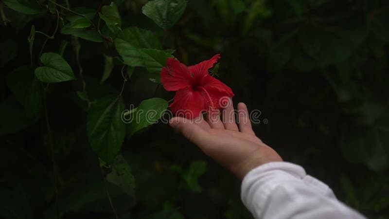 Human Hand Softly Touching Red Flower on Tree Stock Video - Video of ...