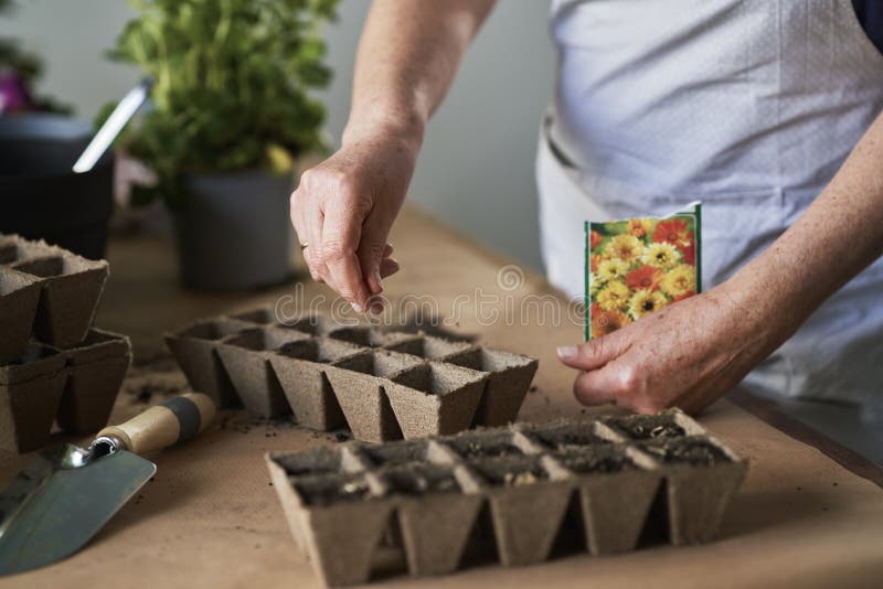 Human Hand Sows Flower Seeds into a Seedling Tray Stock Photo - Image ...