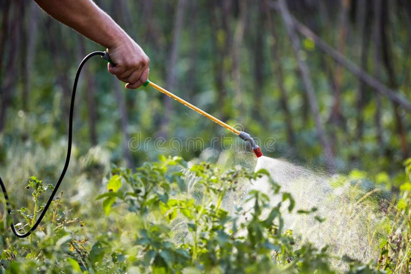Human hand spray pesticide stock image. Image of branch - 74751133