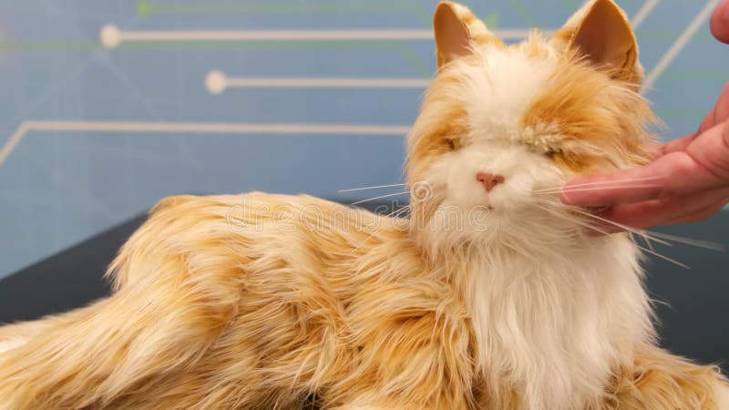 Human Hand Stroking a Lying Robot Cat. Red Cat Robot Stock Footage ...