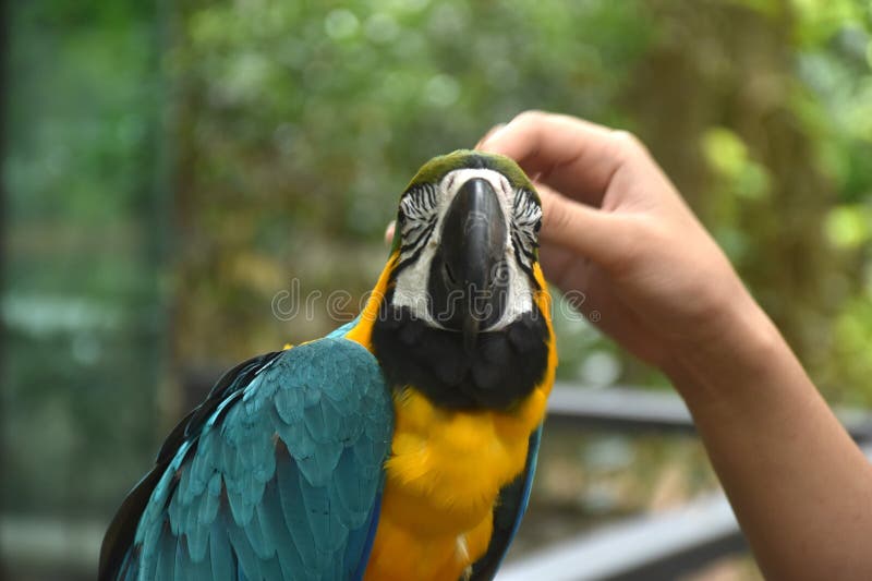 Human Hand Stroking Macaw Head while Hanging on Log in Park Stock Image ...