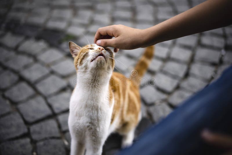 Human Hand Stroking a Stray Cat Stock Photo - Image of window, orange ...