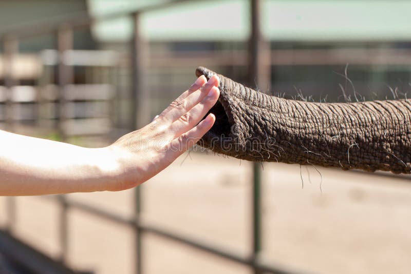Human Hand Touches an Elephant Trunk Stock Photo - Image of portrait ...