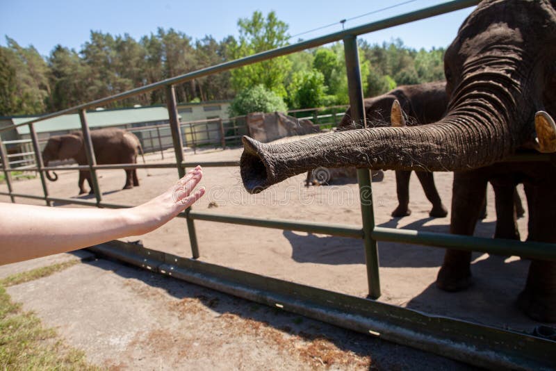 Human Hand Touches an Elephant Trunk Stock Image - Image of powerful ...
