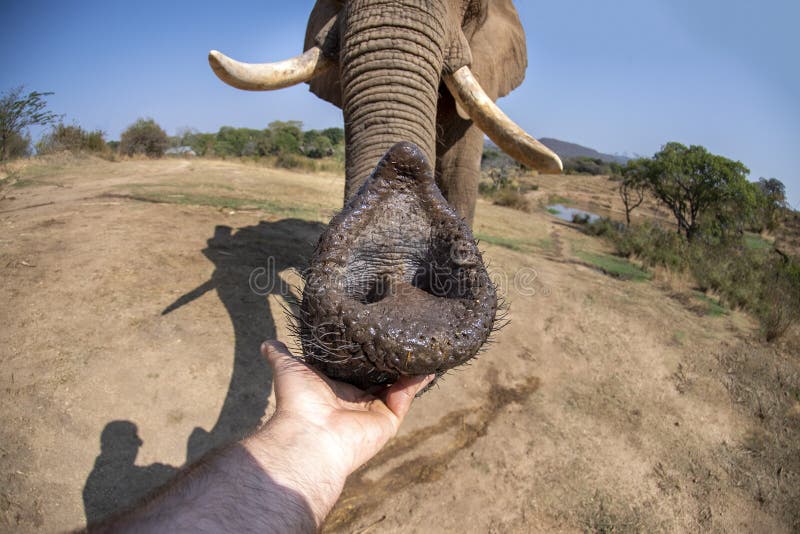 Elephant Trunk Close Up in Kruger Park South Africa Stock Photo - Image ...