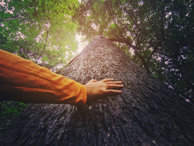 Human Hand Touching Tree in Rainforest Stock Photo - Image of love ...