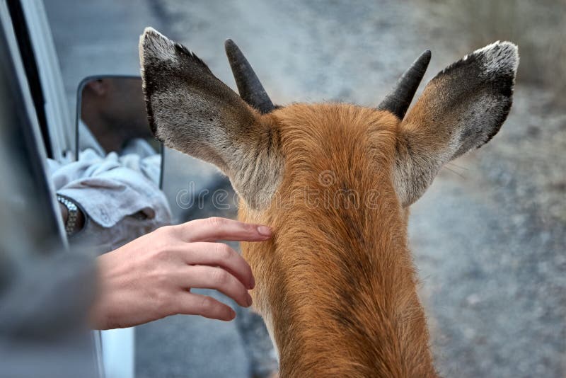 Man Hand Touches the Antelope. Stock Photo - Image of environment ...
